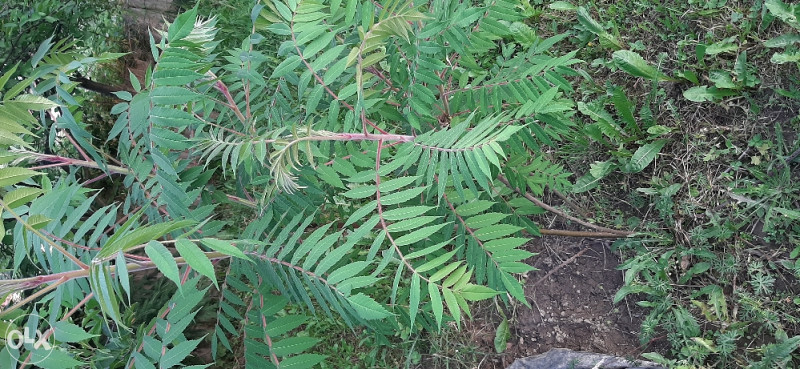 Ukrasno drvo ruj - Biljke i cvijeće - OLX.ba