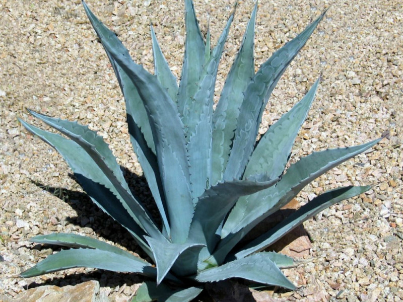Američka agava - sadnica - Sadnice - OLX.ba