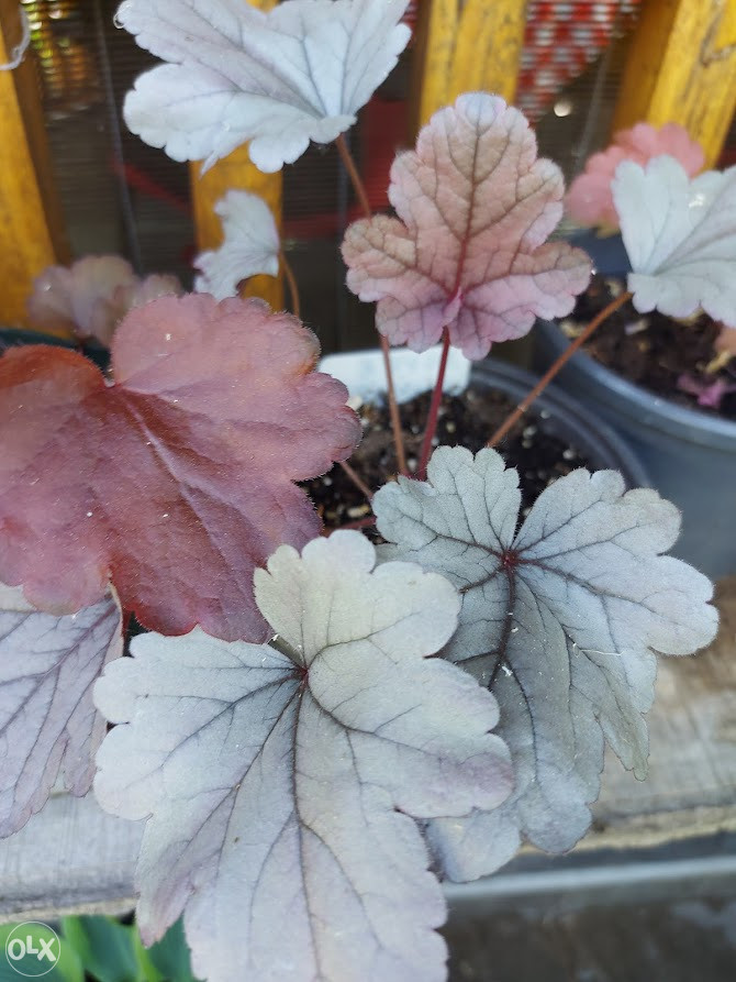 heucere i hucarele, hojhere - Sadnice - OLX.ba