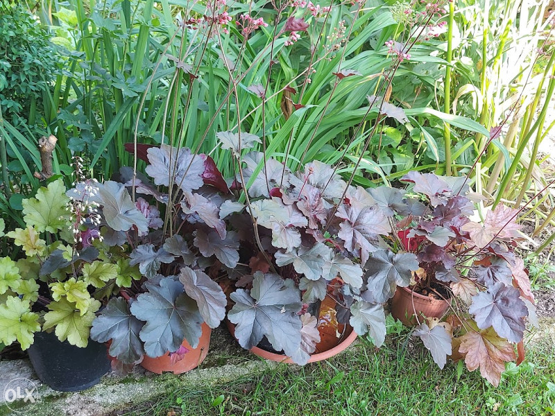 heucere i hucarele, hojhere - Sadnice - OLX.ba