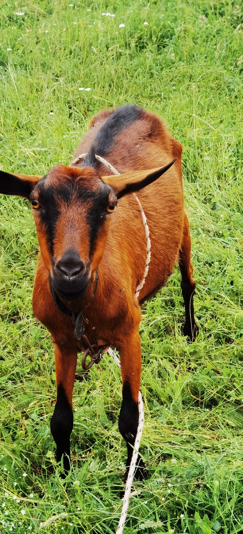 Alpska koza - Koze - OLX.ba