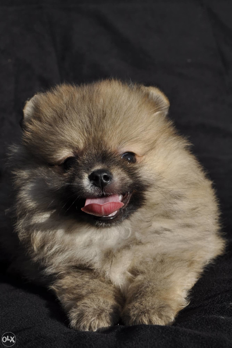 Pomeranac boo - Psi i Štenad - OLX.ba