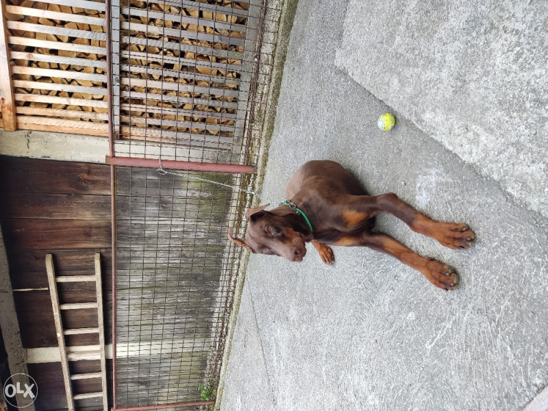 Doberman - Psi i Štenad - OLX.ba