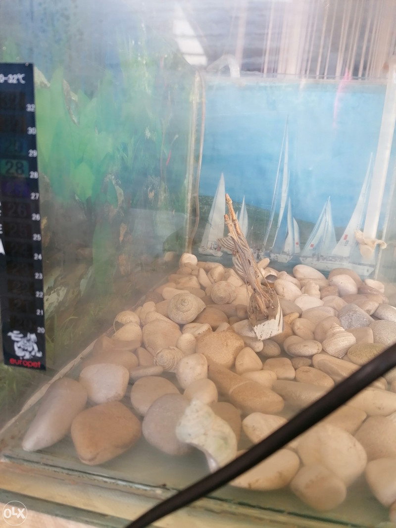 Akvarijum za ribice - Akvarijumi - OLX.ba