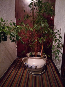 Cvijet Benjamin - Moj dom - Biljke i cvijeće - Brčko - OLX.ba