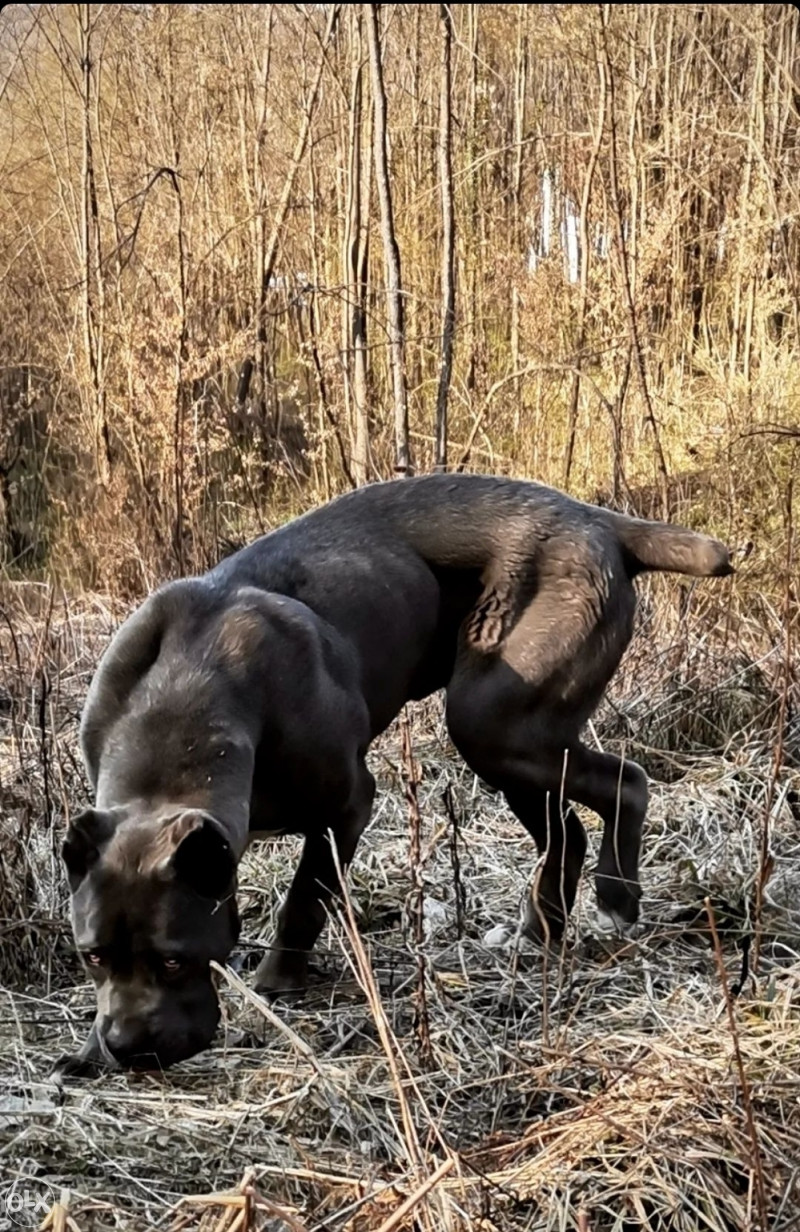 Cane corso - Psi i Štenad - OLX.ba