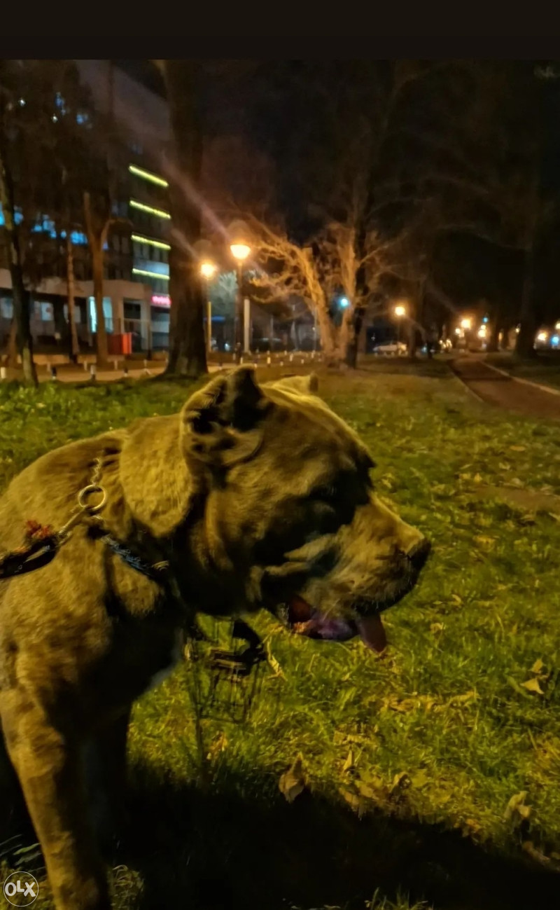Cane corso - Psi i Štenad - OLX.ba