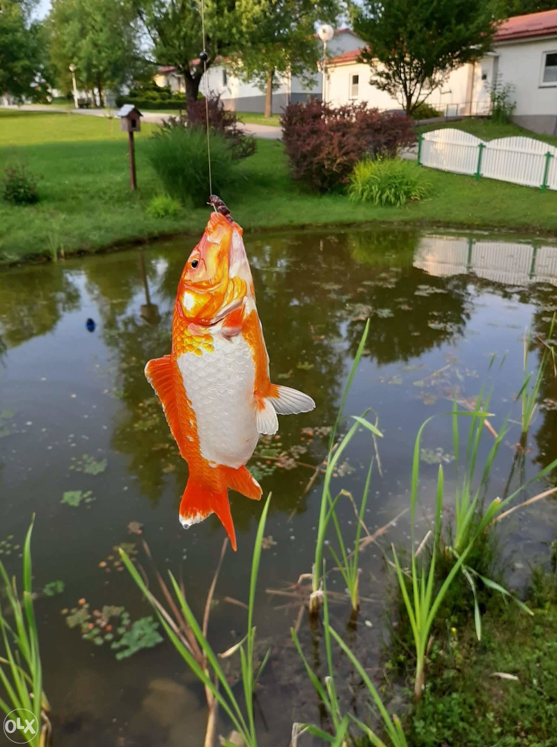 Ribe babuske - Ostalo - OLX.ba