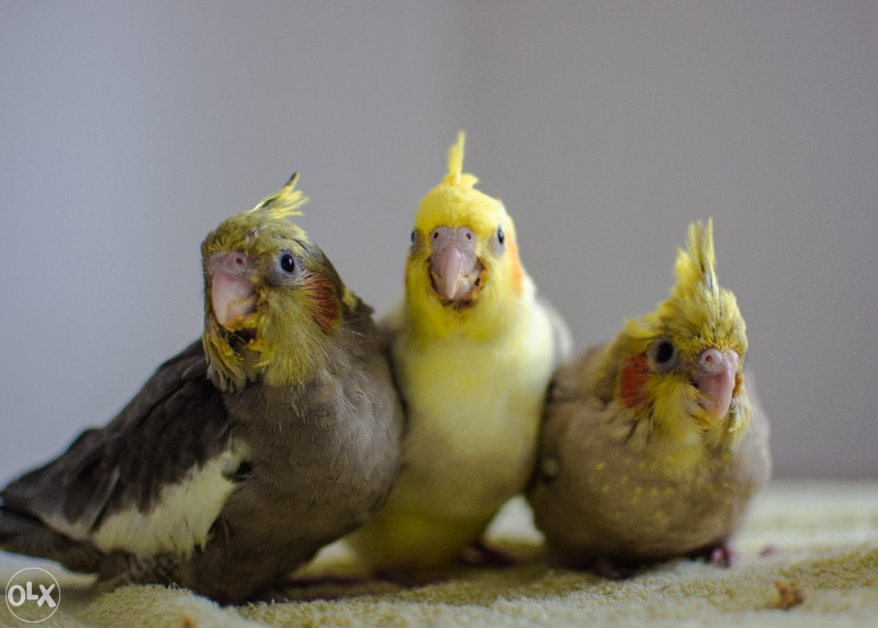 Rucno hranjene nimfe - Ptice - OLX.ba