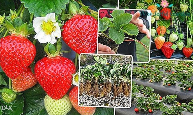 Sadnice jagoda čašica i frigo - Sadnice - OLX.ba