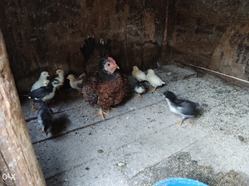 Cvrke skike ukrasne kokoške - Kokoške - OLX.ba