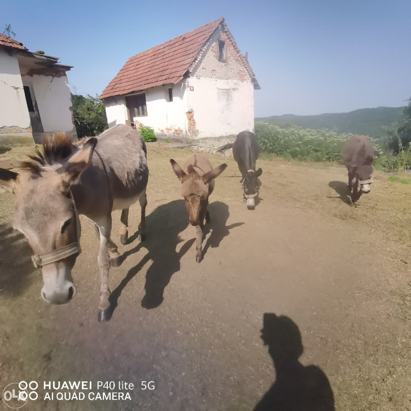 Magare musko - Magarci - OLX.ba