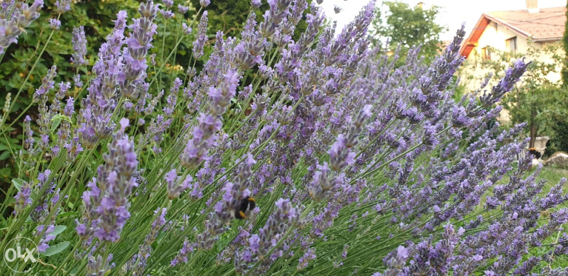 Lavanda cvijet_cvijece_dekoracija - Ostalo - OLX.ba