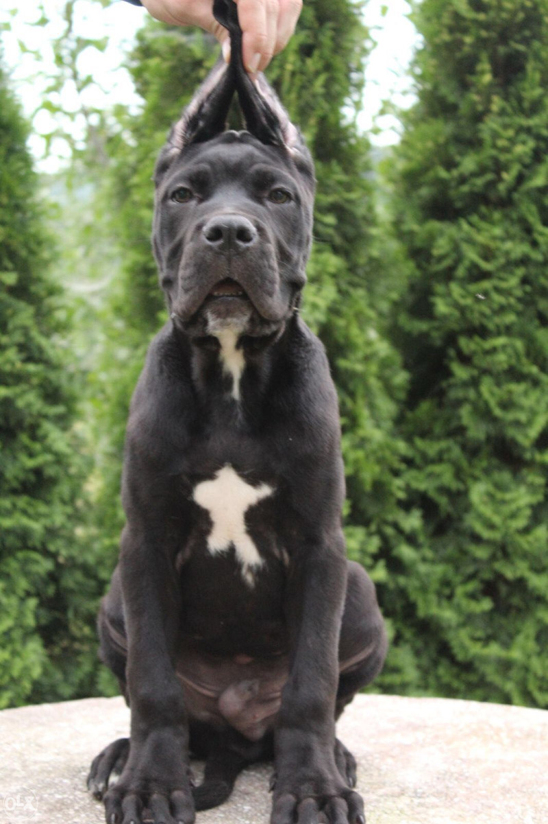 Cane corso stenci - Psi i Štenad - OLX.ba