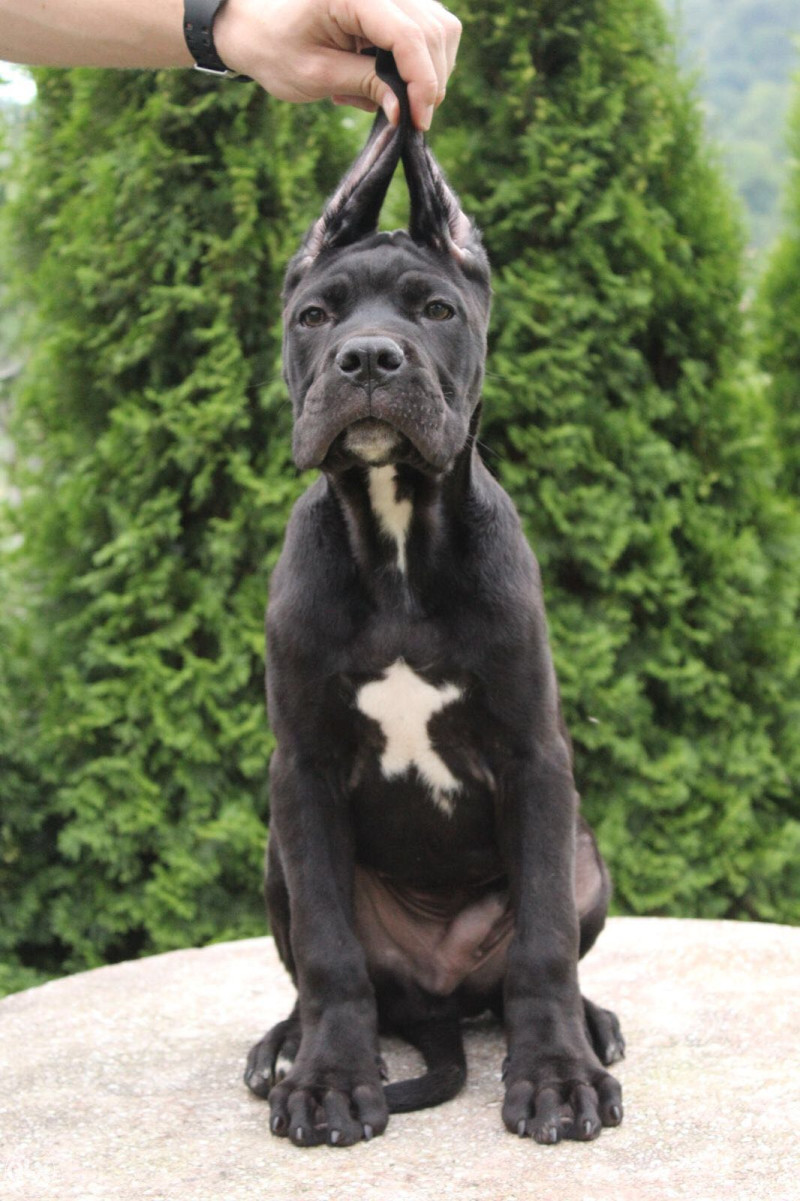 Cane corso stenci - Psi i Štenad - OLX.ba