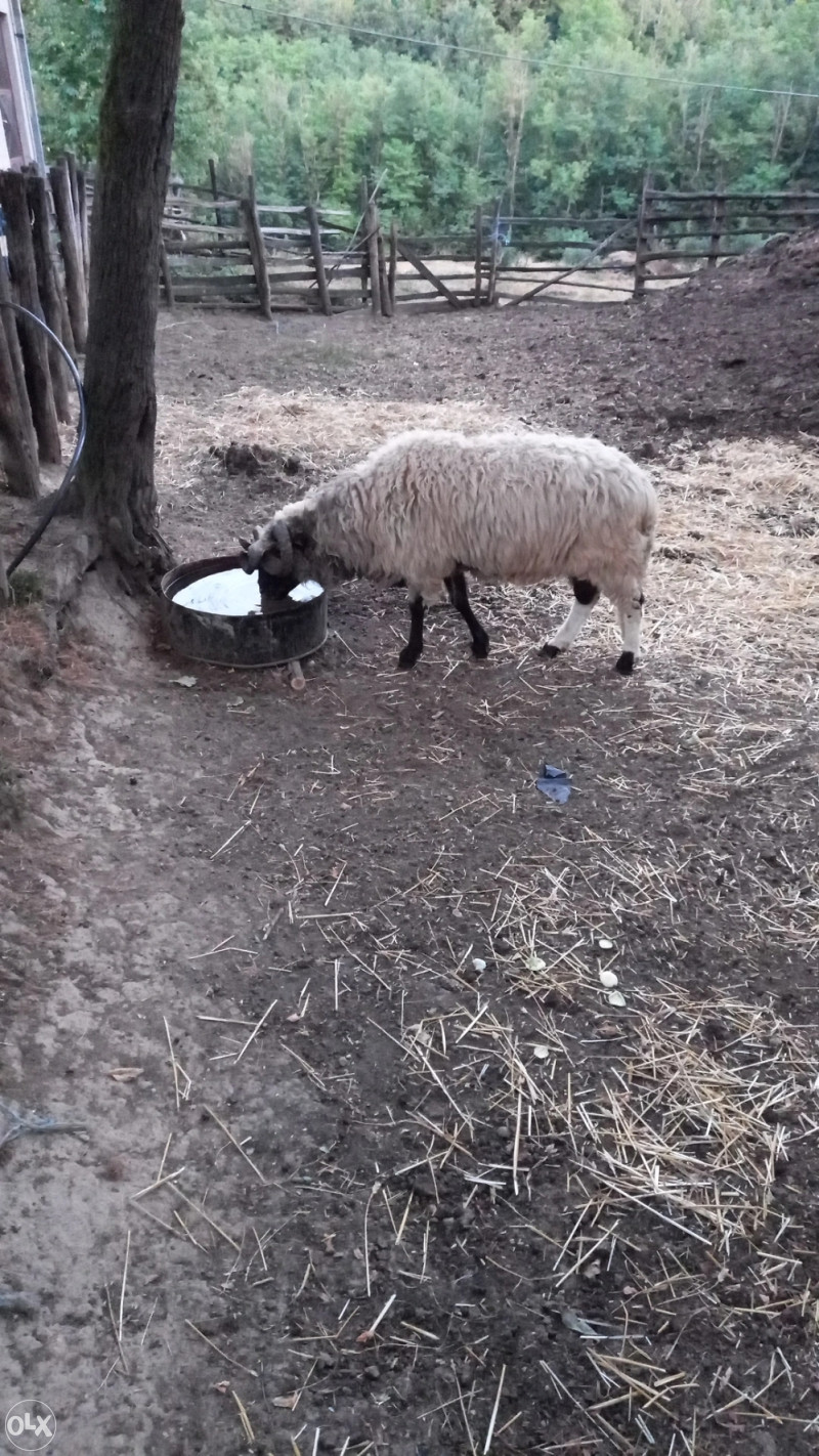 Ovan(ovce) - Ovce - OLX.ba