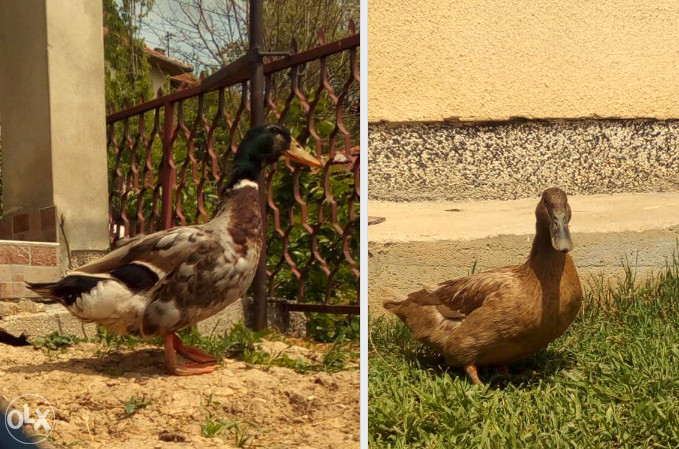 RUANSKA PATKA par 5+ mjeseci - Životinje - Patke - Stari Grad - OLX.ba