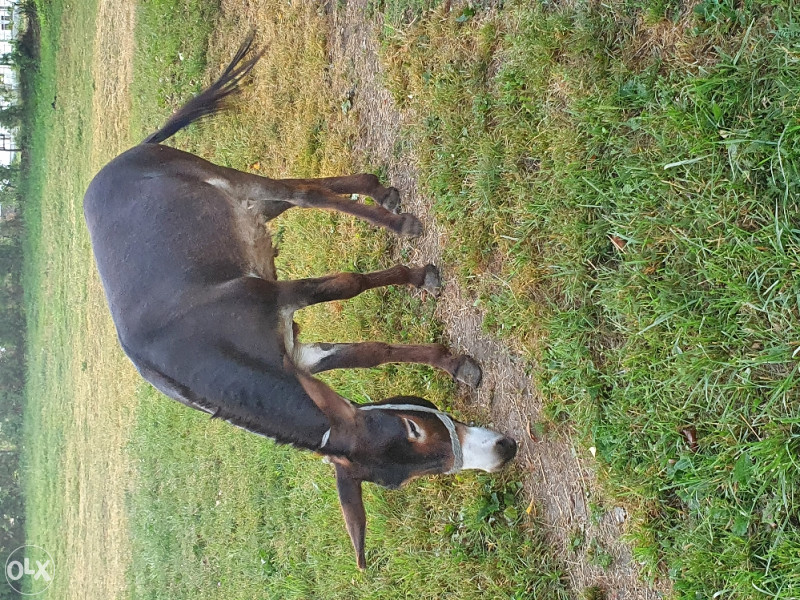 Magarac Musko - Životinje - Magarci - Novi Travnik - OLX.ba