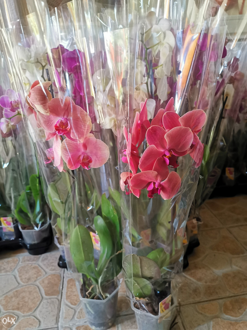 Orhideja - Cvijece - Orhideje po paleti jeftinije - Biljke i cvijeće ...