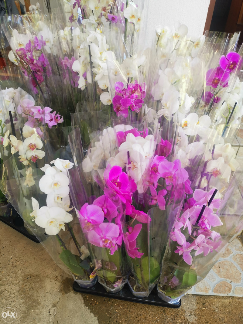 Orhideja - Cvijece - Orhideje po paleti jeftinije - Biljke i cvijeće ...