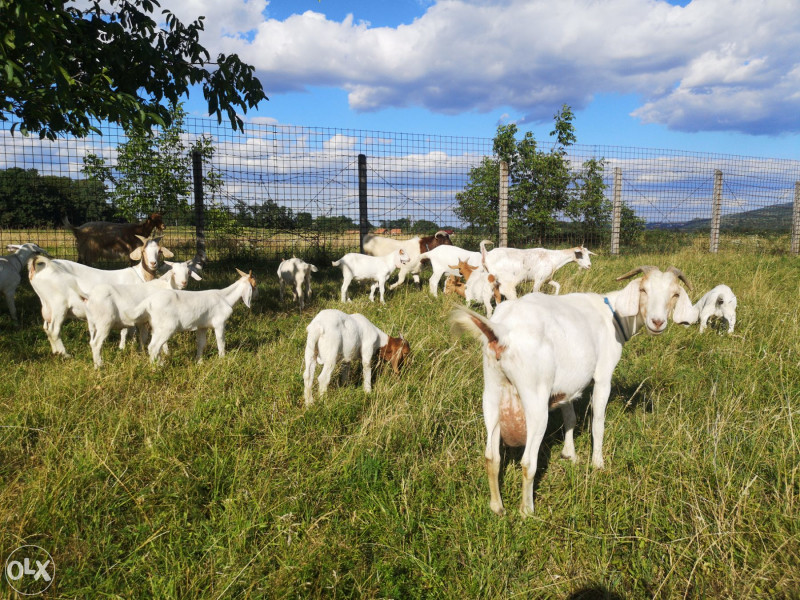 BURSKA JARAD, KOZE - Koze - OLX.ba