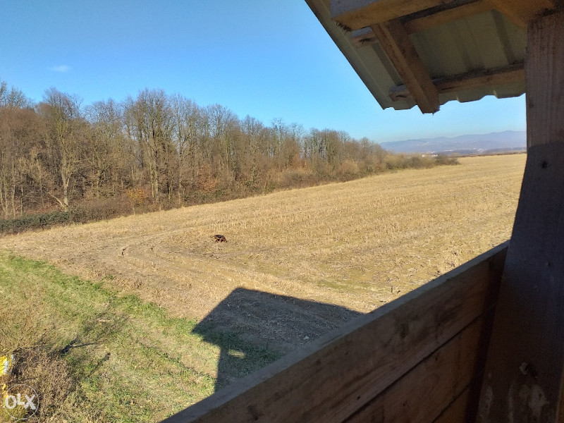 Balkanski gonic - Psi i Štenad - OLX.ba