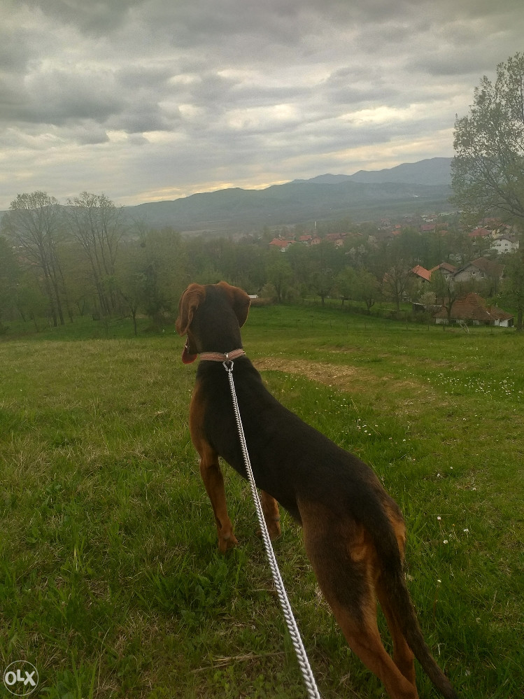 Balkanski gonic - Psi i Štenad - OLX.ba