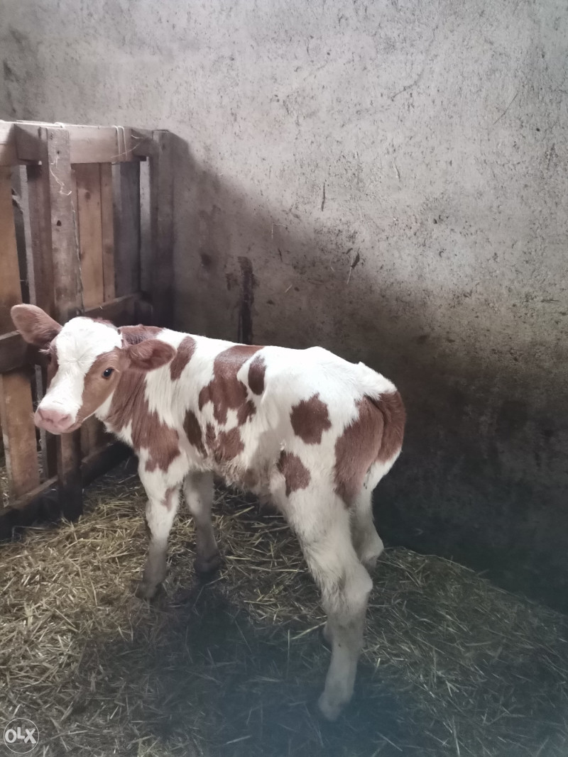 Malo muško tele telad krave simentalac simental - Krave - OLX.ba