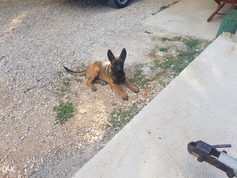 Belgijski ovcar malinoa - Psi i Štenad - OLX.ba