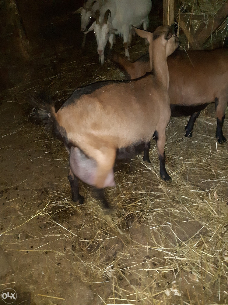 Prodajem tri mlade vrhunski kbalitetne Alpske koze po - Koze - OLX.ba