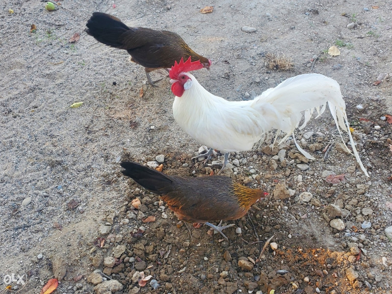 Ukrasne koke / feniks - Kokoške - OLX.ba