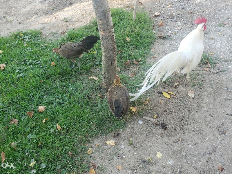 Ukrasne koke / feniks - Kokoške - OLX.ba