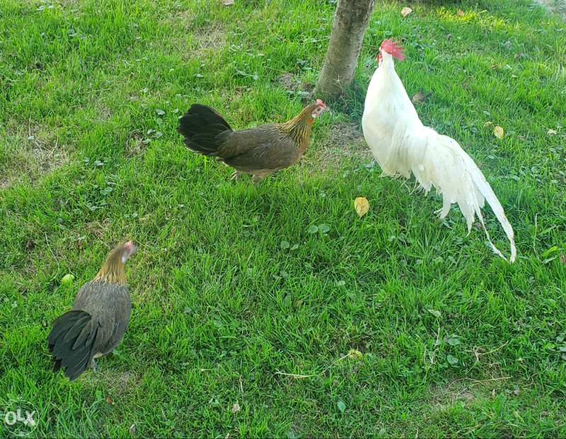 Ukrasne koke / feniks - Kokoške - OLX.ba