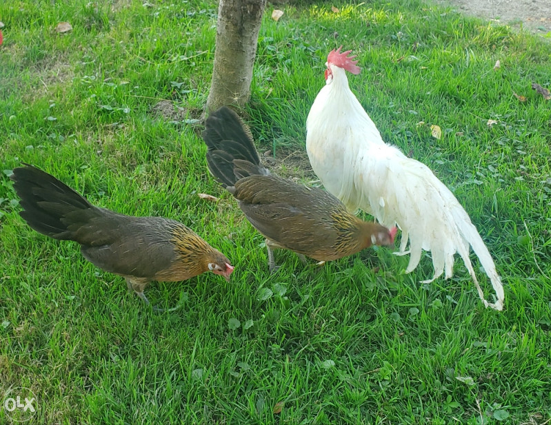 Ukrasne koke / feniks - Kokoške - OLX.ba