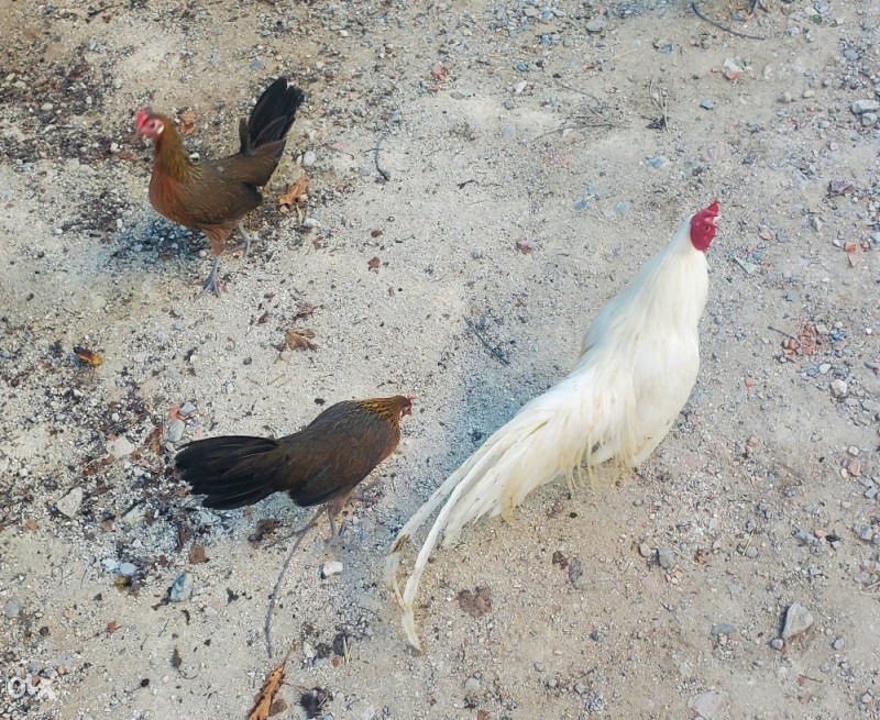 Ukrasne koke / feniks - Kokoške - OLX.ba