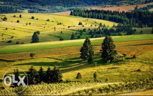 Kupujem zemljiste nisicka visoravan - Ilijas nisici - Potražnja - OLX.ba