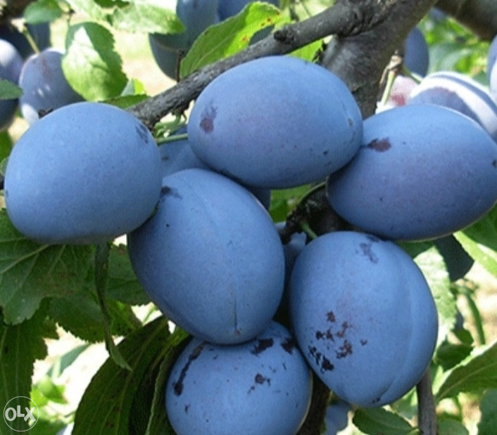 Sljive sljiva cacanka rodna i stelna - Voće - OLX.ba