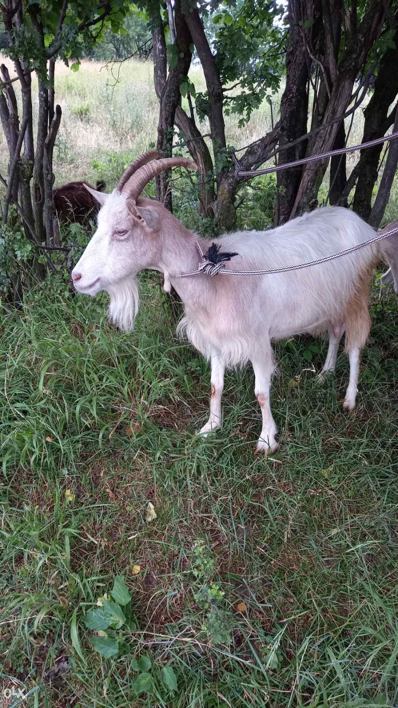 Prodajem Kozu i Jare - Koze - OLX.ba