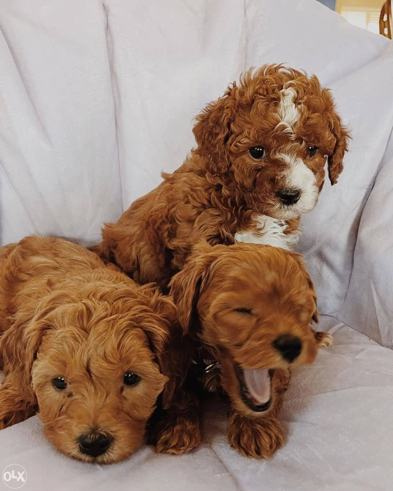 Na prodaju štenad pudlice obučene na kahlicu - Psi i Štenad - OLX.ba