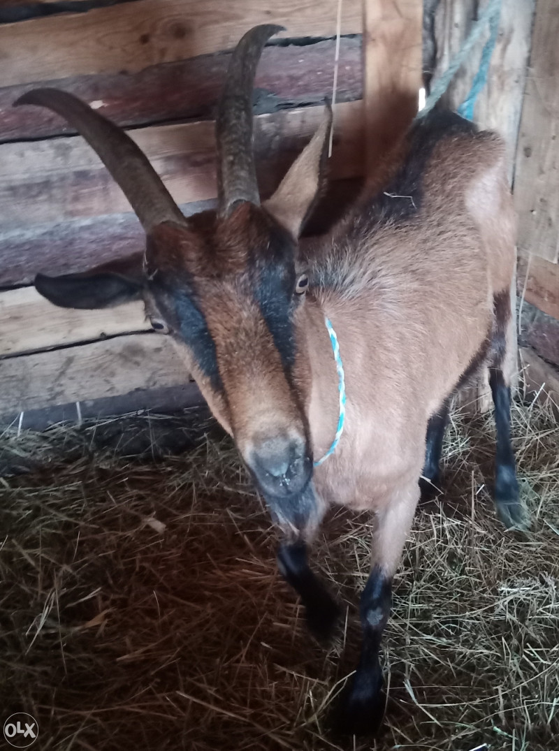 Koza alpska - Koze - OLX.ba