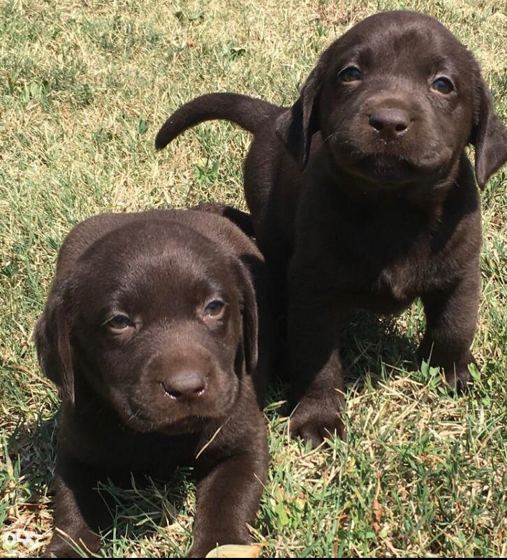 Labrador - Životinje - Psi i Štenad - Grad Mostar - OLX.ba