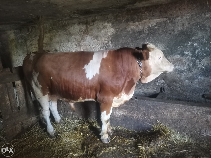 Prodajem june - Krave - OLX.ba