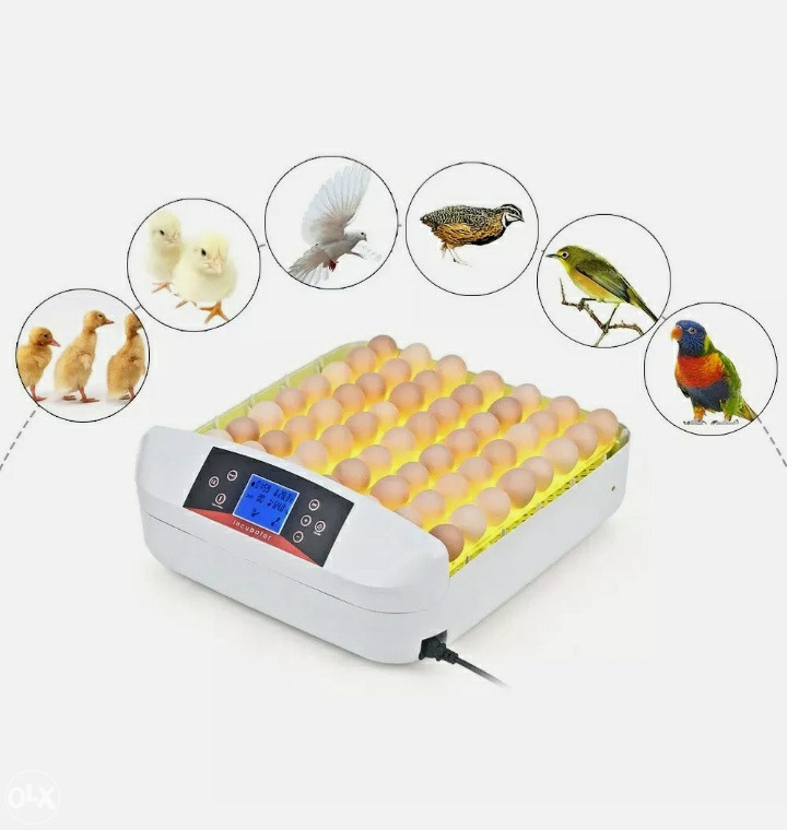 Inkubator automacki 56 jaja - Inkubatori - OLX.ba