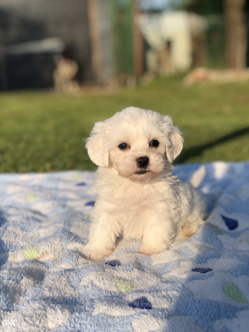 Mini maltezeri Štenci ČIP, PASOŠ - Životinje - Psi i Štenad - Laktaši ...
