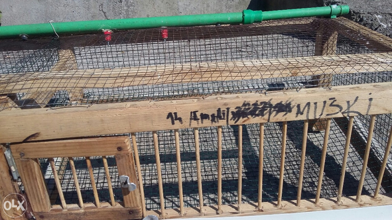 Kavez za prepelice - Kavezi za kokoške - OLX.ba