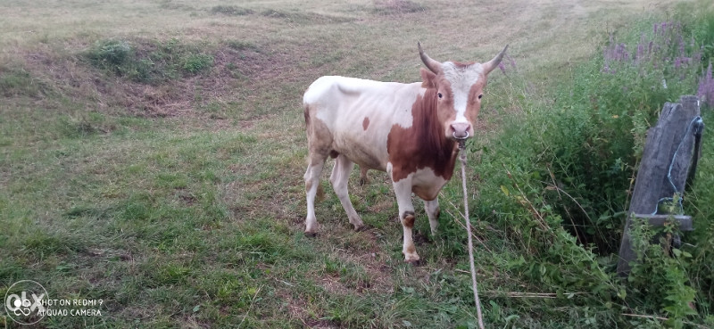 Junac junad - Krave - OLX.ba