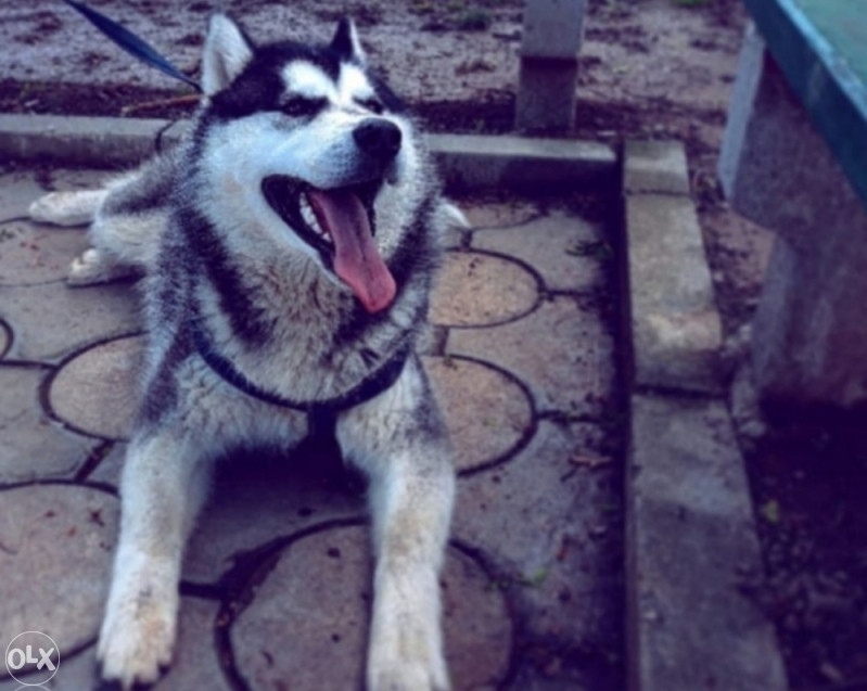 Sibirski haski - Psi i Štenad - OLX.ba