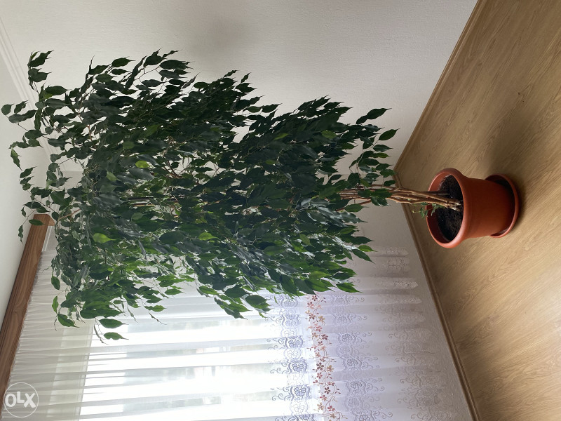 Benjamin 2m - Biljke i cvijeće - OLX.ba