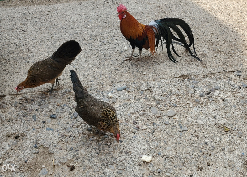 Ukrasne koke / feniks - Kokoške - OLX.ba