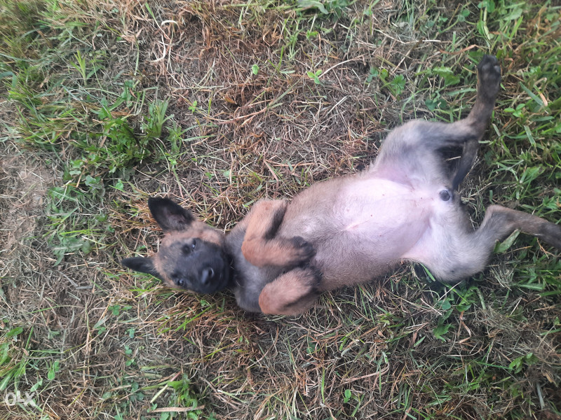 Belgijski ovčar - Malinoa - Psi i Štenad - OLX.ba